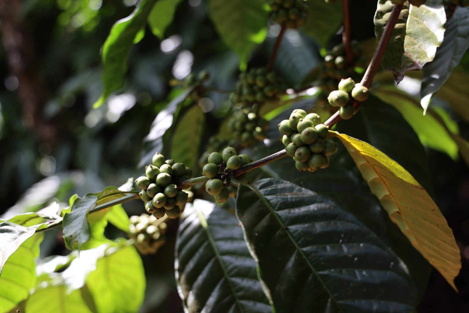 Mercara Gold Estate - Estate Tour With Lunch